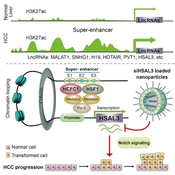 中南大学王俊普课题组与合作团队揭示肝癌靶向治疗潜在新策略-湘雅基础医学院门户网站